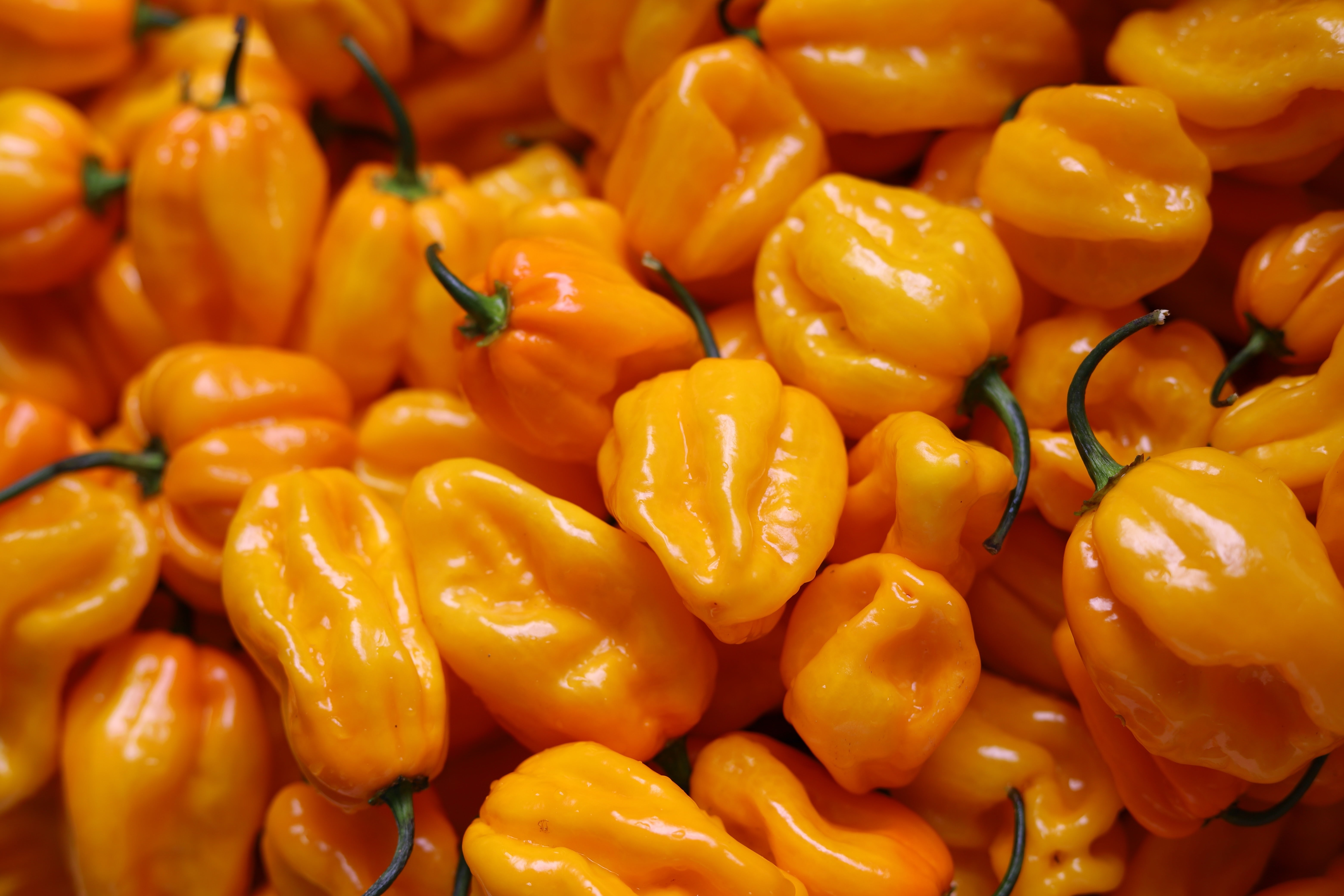 L'ECHELLE DE SCOVILLE : COMMENT MESURER LA FORCE DES PIMENTS ? – SAUCES ...
