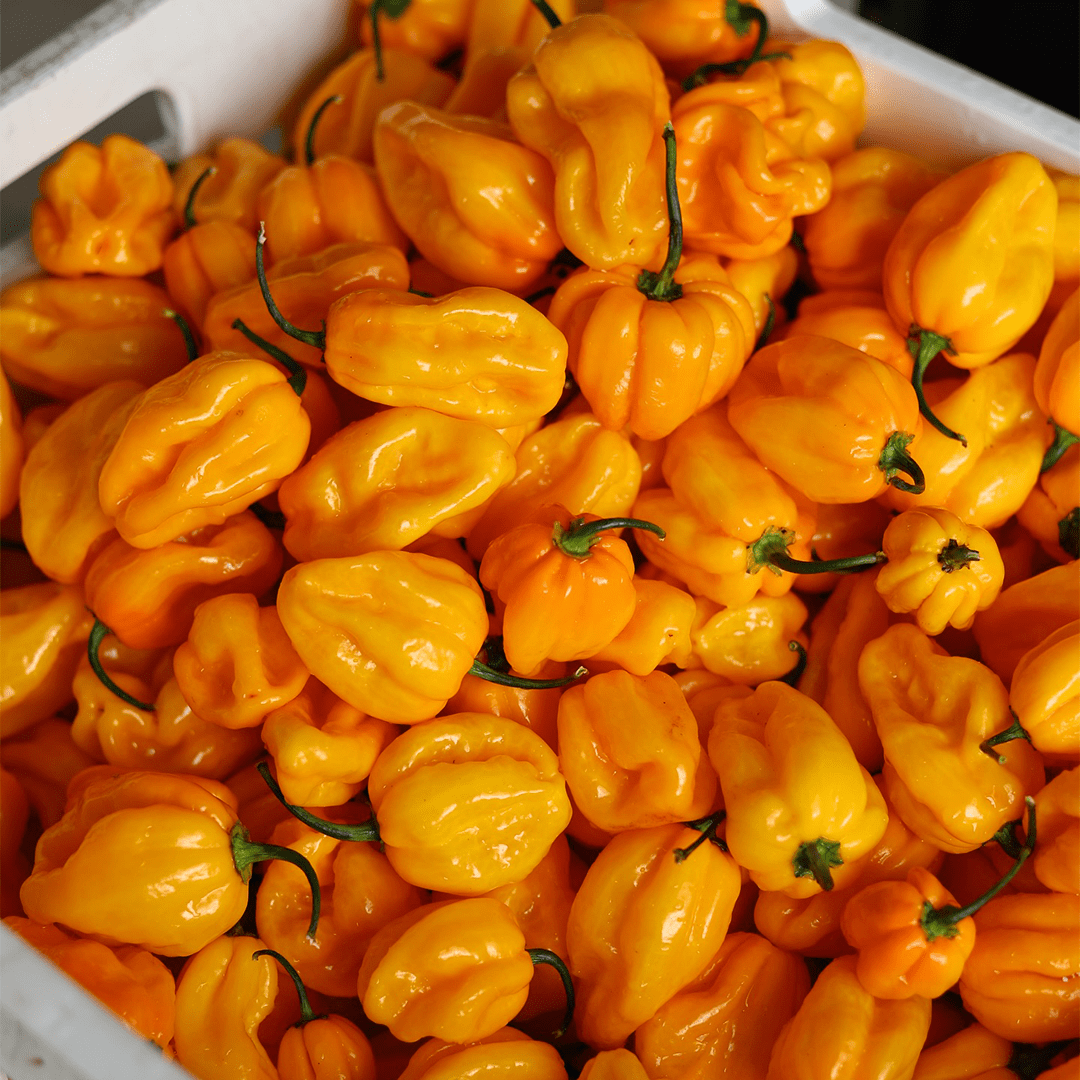 NAGA MANGO – SAUCES MARTIN